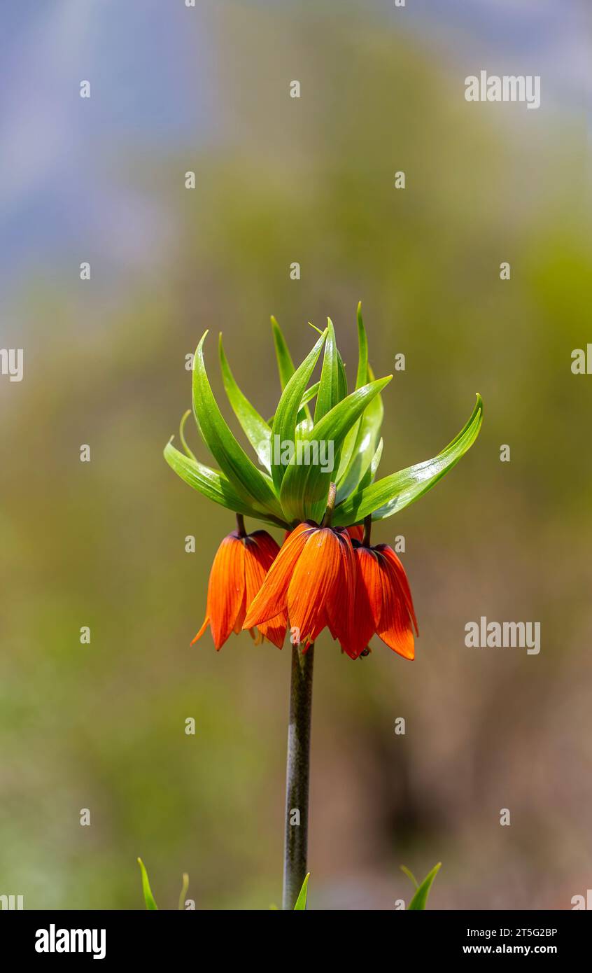 Turkish mountains in the skirts of the opposite lilies. Inverted lilies ...