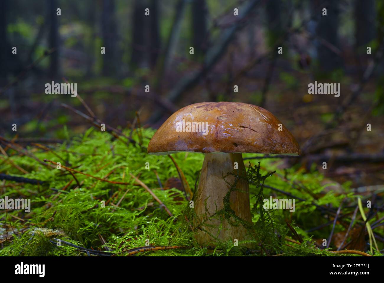 Larch bolete fungi Suillus grevillei Stock Photo - Alamy