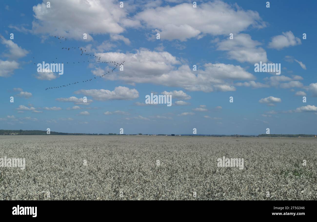 A flock of flying gooses fly over sunny field in front of cloudy sky at ...
