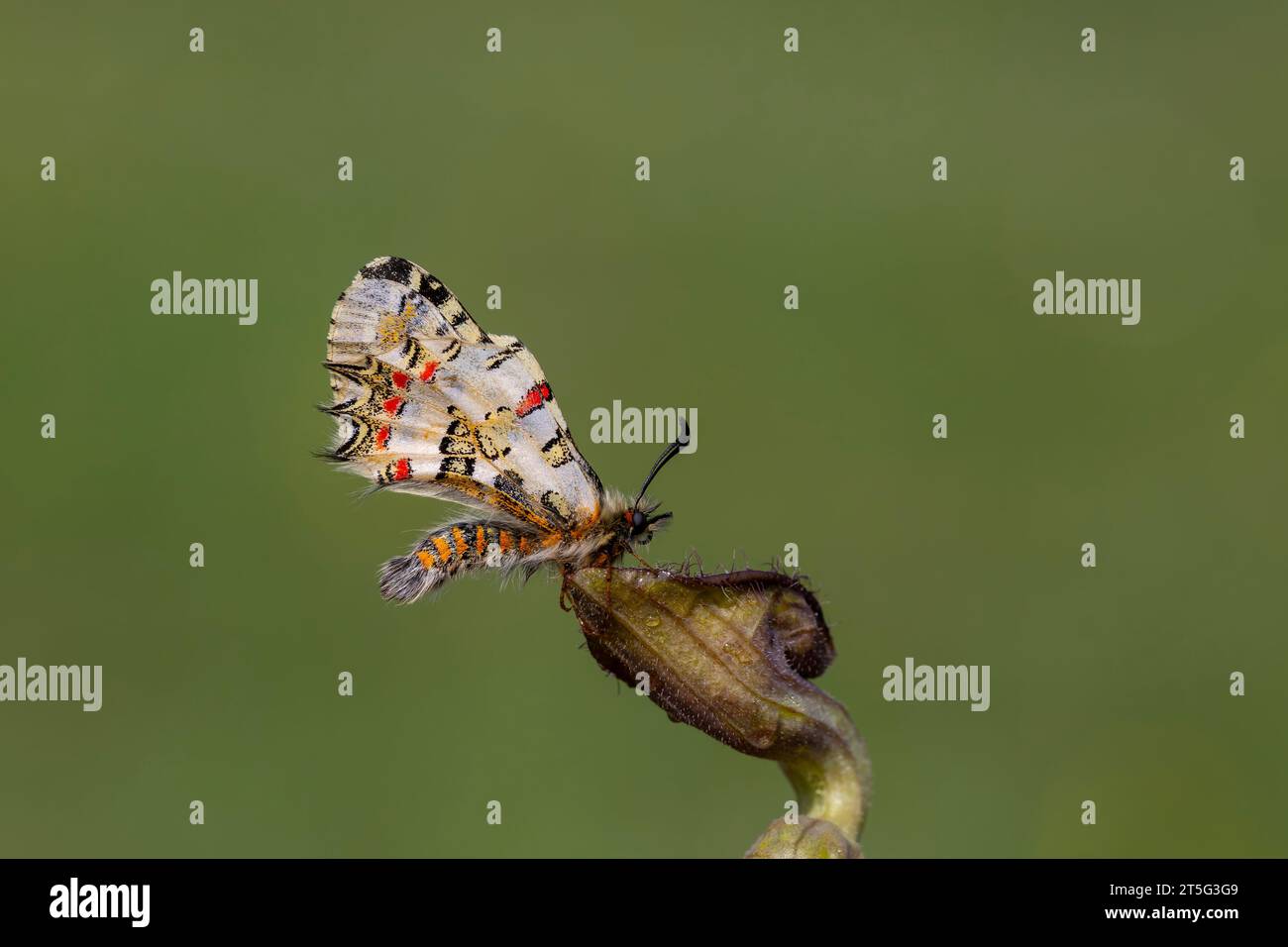scalloped butterfly on plant, Eastern Steppe Festoon, Zerynthia ...