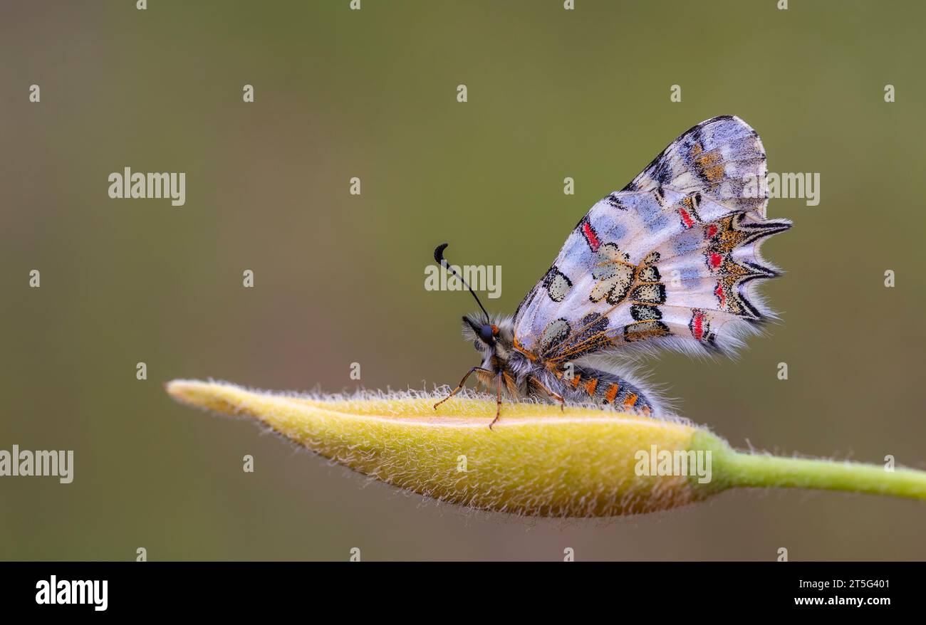 Zerynthia deyrollei hi-res stock photography and images - Alamy