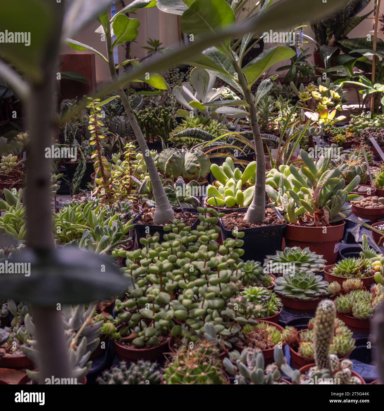 Succulent and cactus plants that fill the entire background. Suitable ...