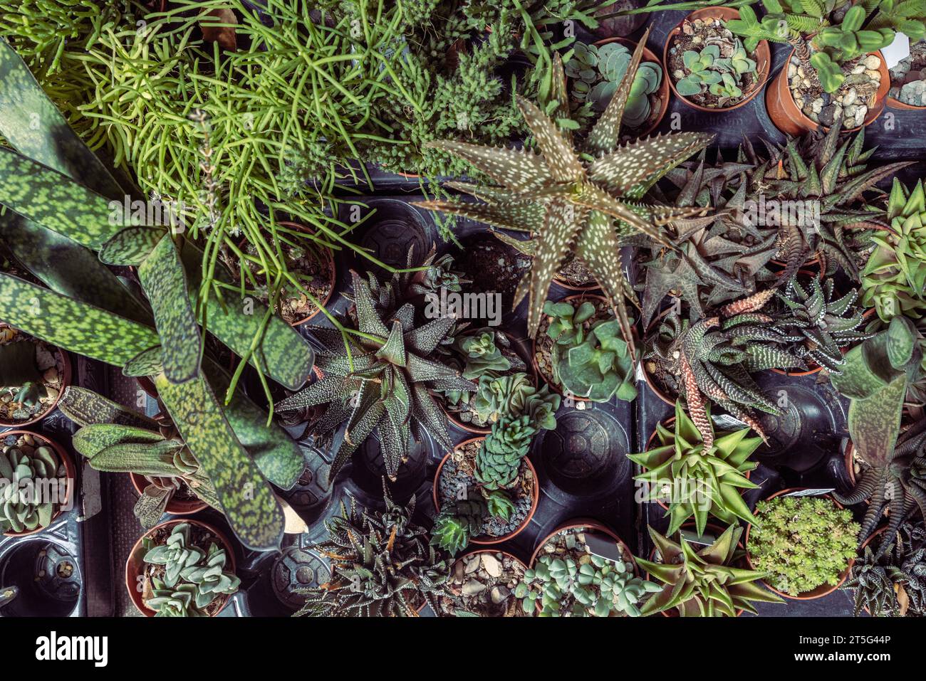 Succulent and cactus plants that fill the entire background. Suitable ...