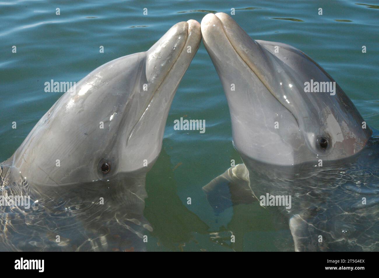 Two dolphins kissing Stock Photo - Alamy