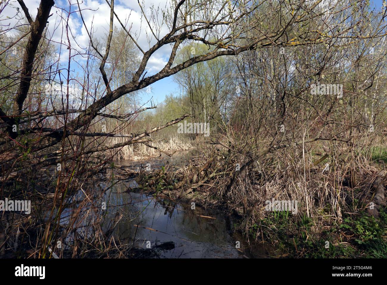 Landscape with impassable swamp in dense forest with last year dry ...
