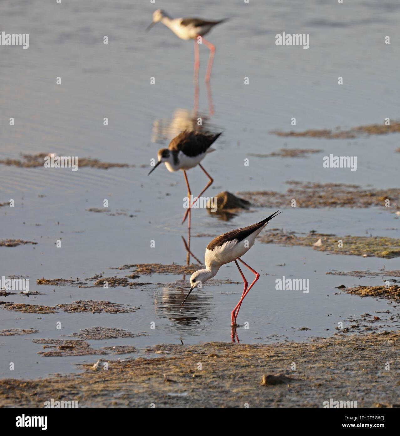 Bird in the water shore beach foraging in the Camargue Stock Photo - Alamy
