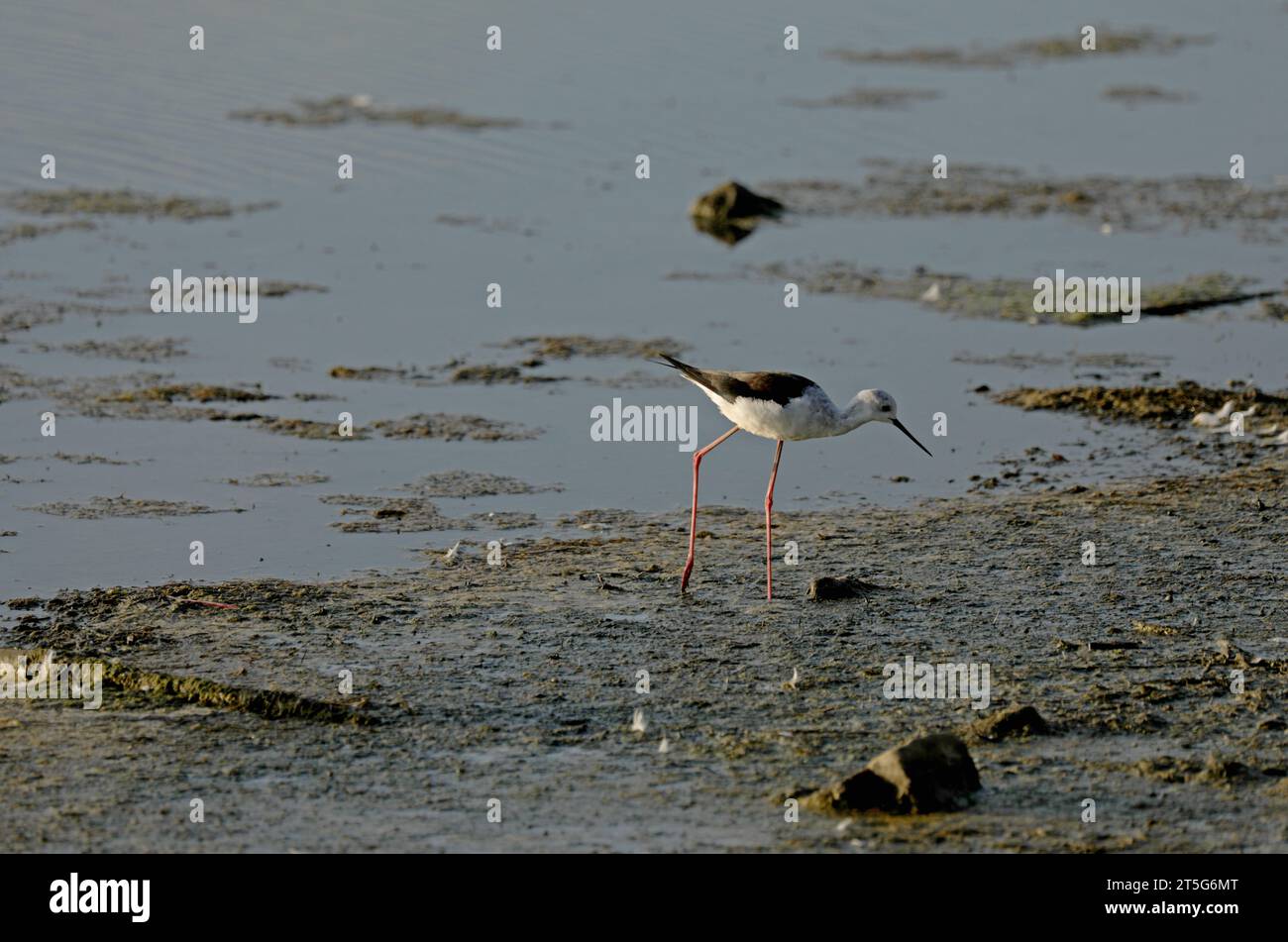 Bird in the water shore beach foraging in the Camargue Stock Photo - Alamy