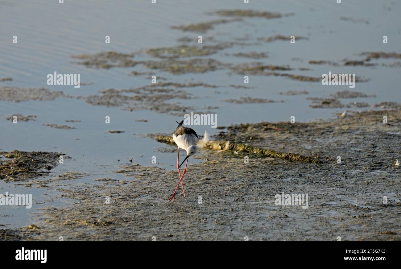 Bird in the water shore beach foraging in the Camargue Stock Photo - Alamy