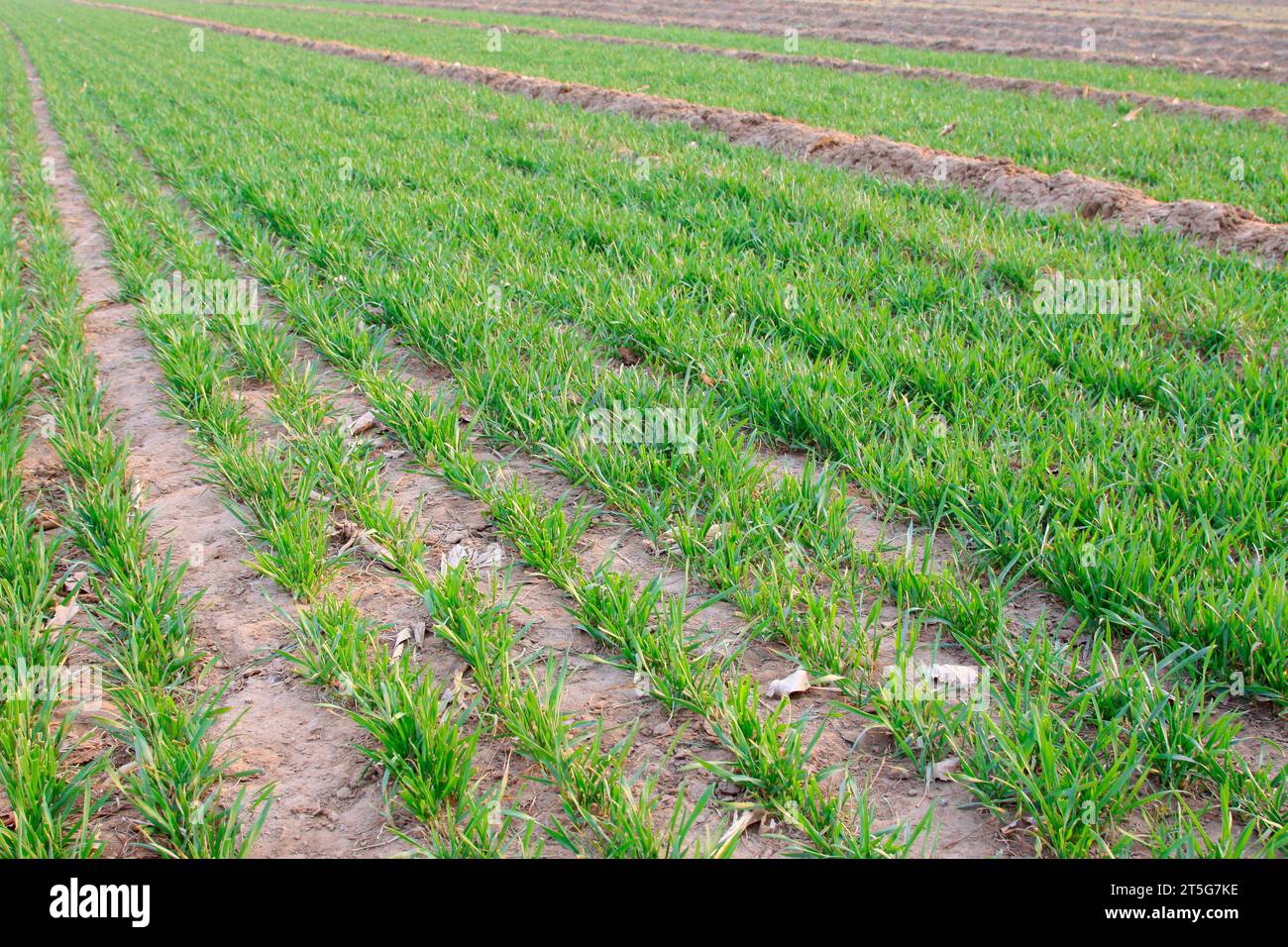 crops - wheat in the farmland, in China rural areas Stock Photo - Alamy
