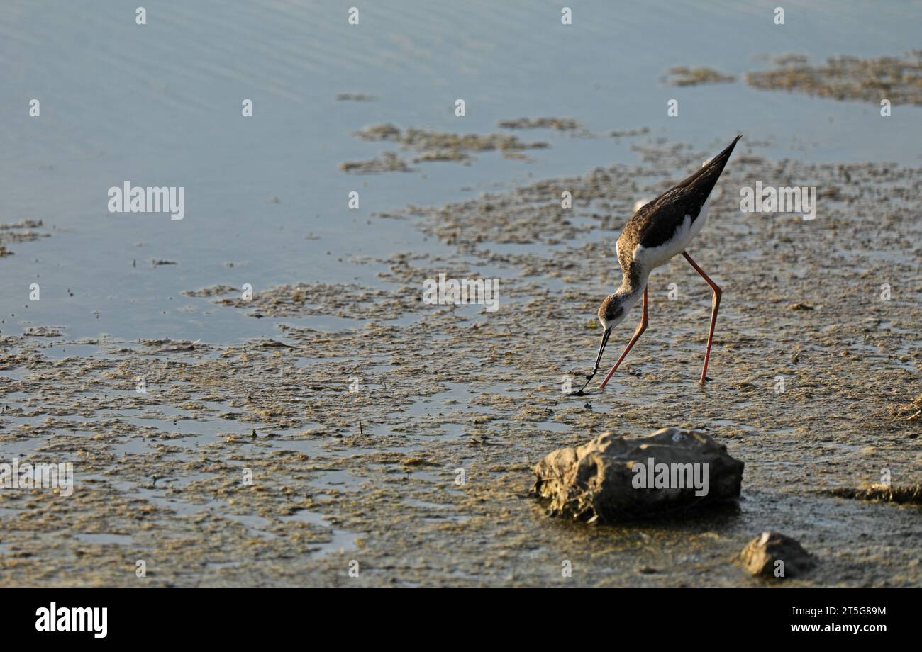 Bird in the water shore beach foraging in the Camargue Stock Photo - Alamy