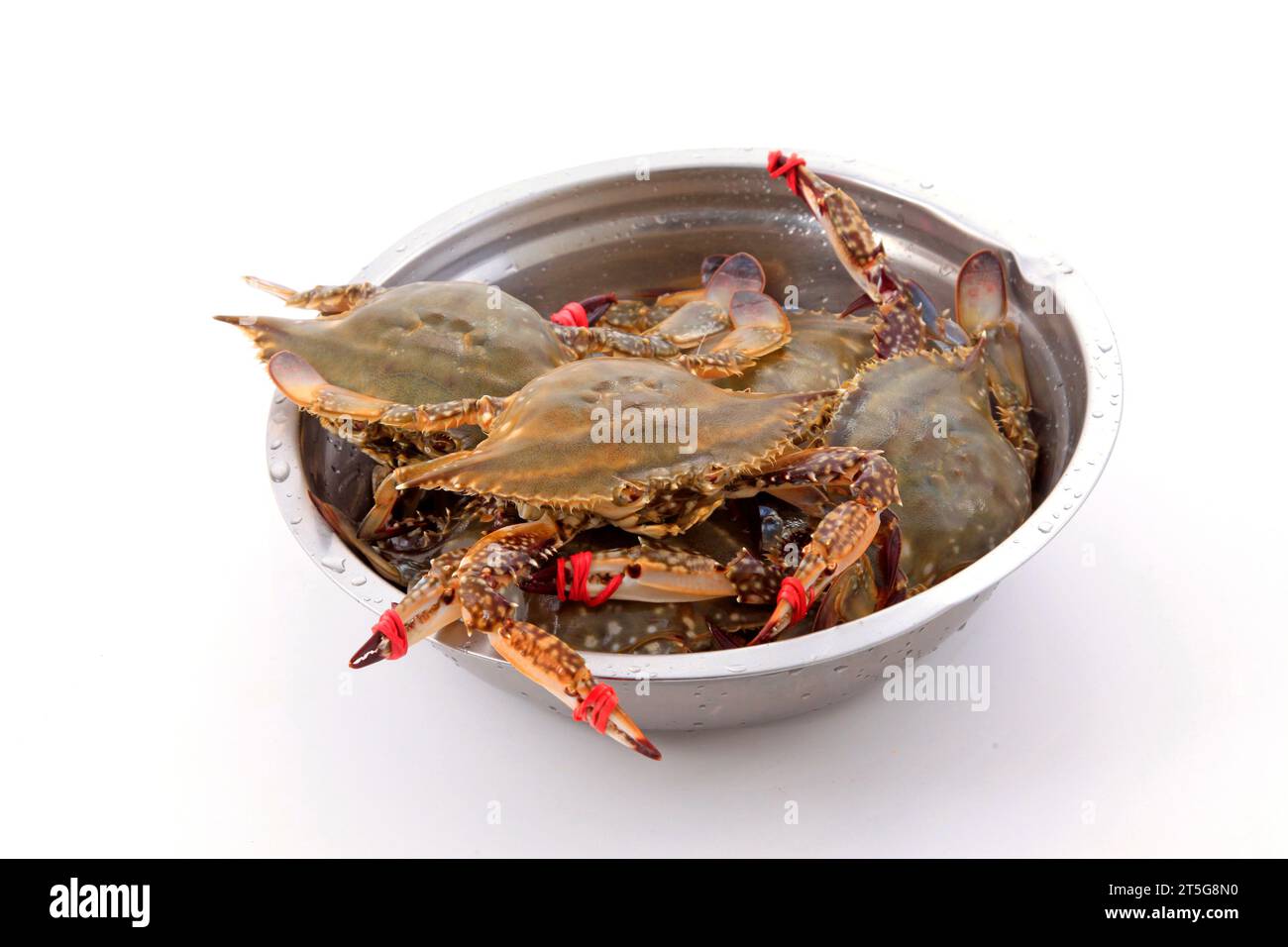 fresh crab in stainless steel basin on a white background Stock Photo ...