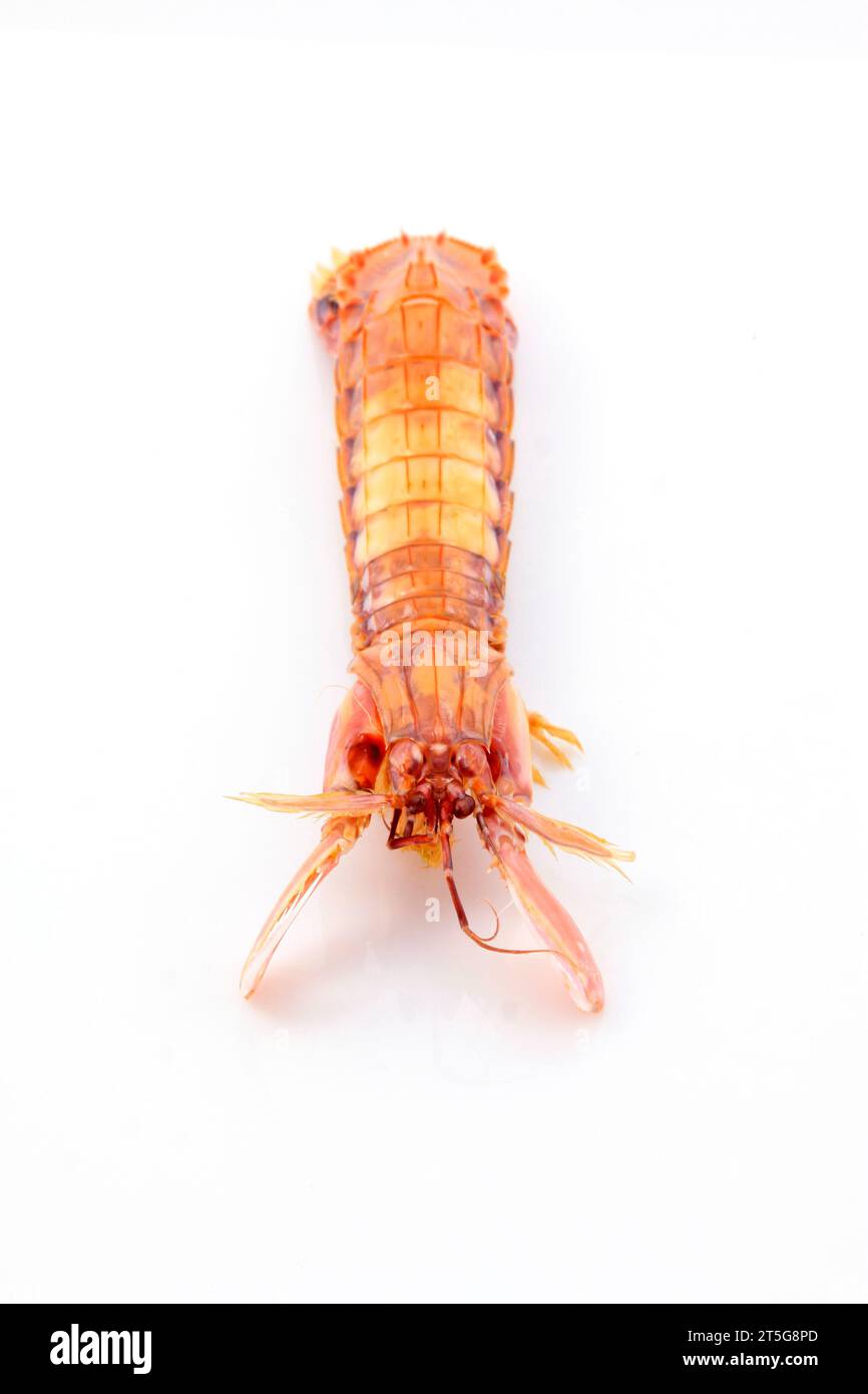 closeup of cooked mantis shrimp on a white background Stock Photo - Alamy
