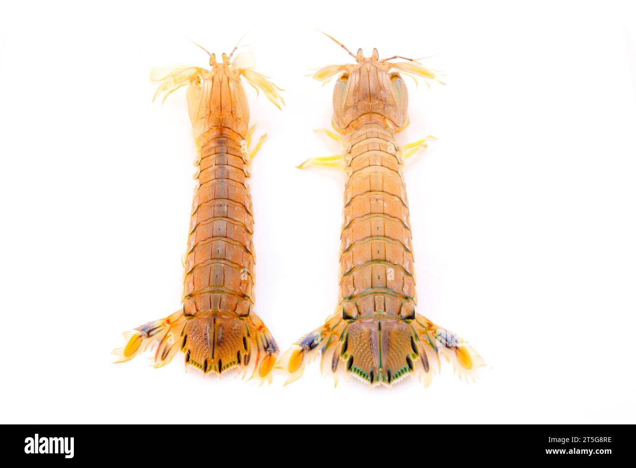 Fresh mantis shrimp on a white background, closeup of photo Stock Photo ...
