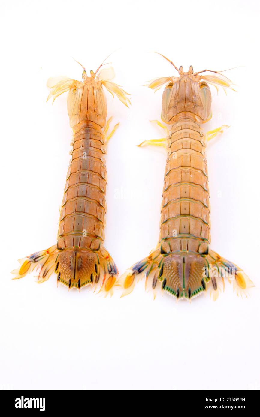Fresh mantis shrimp on a white background, closeup of photo Stock Photo ...