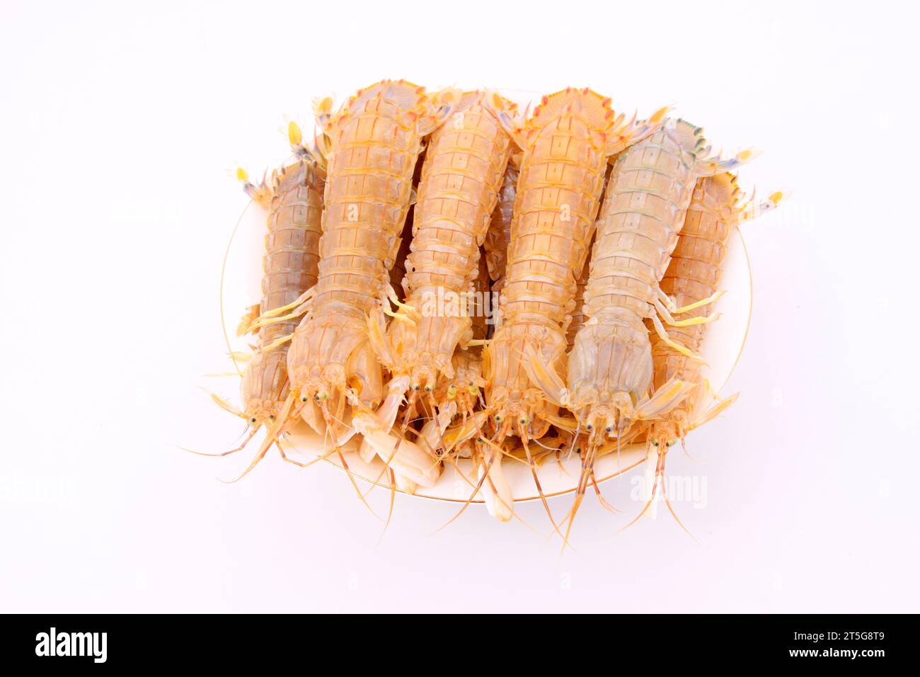 closeup of fresh mantis shrimp on a white background Stock Photo - Alamy