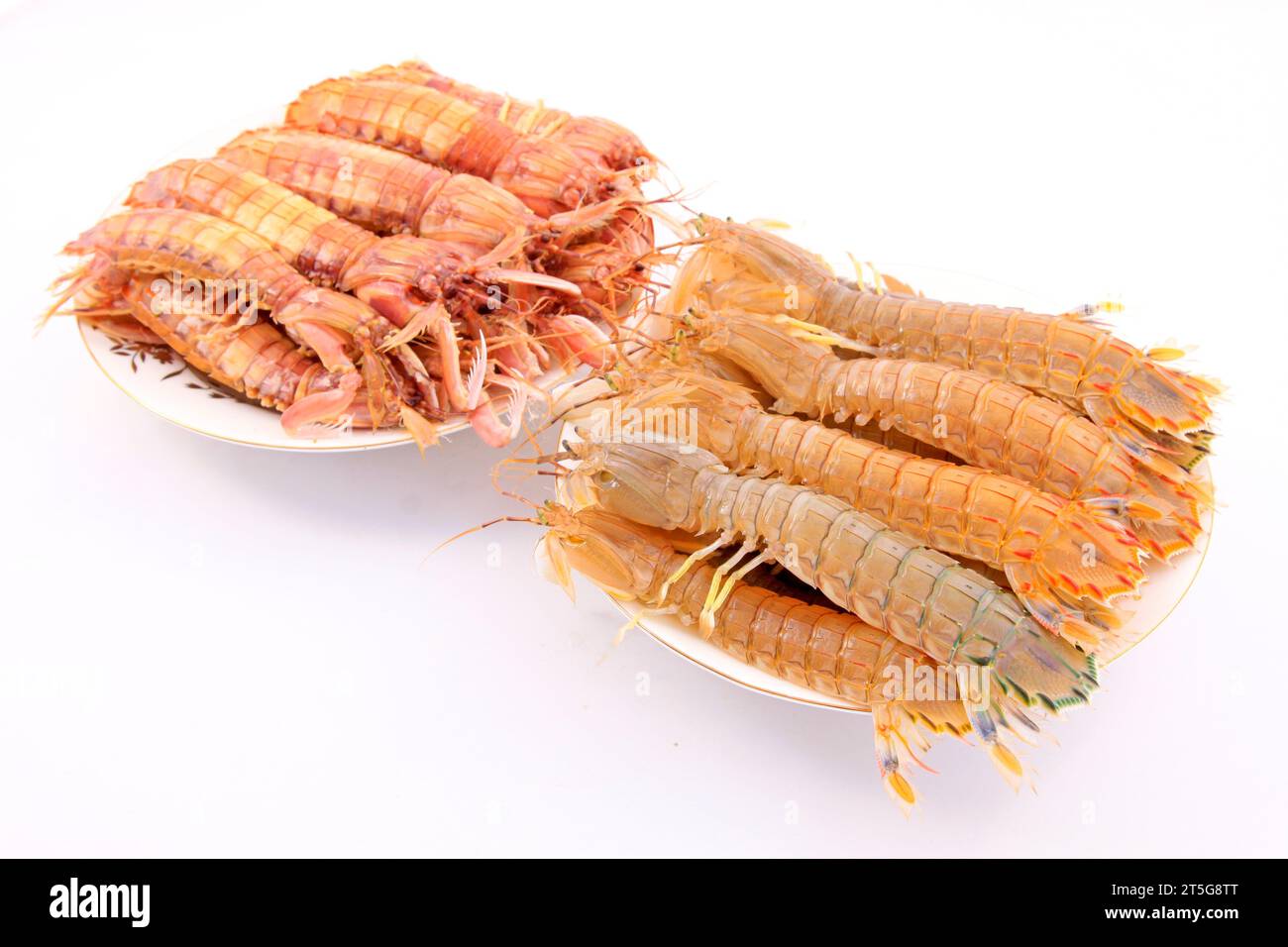 closeup of mantis shrimp on a white background Stock Photo - Alamy