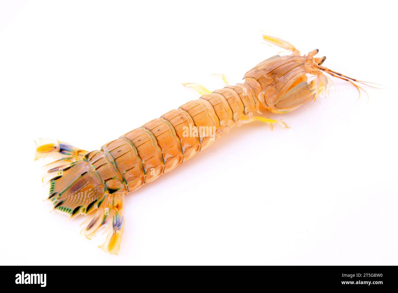 Fresh mantis shrimp on a white background, closeup of photo Stock Photo ...