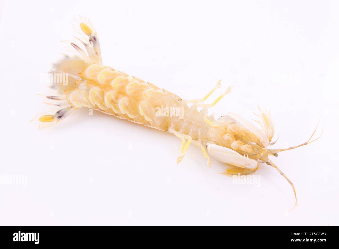 Fresh mantis shrimp on a white background, closeup of photo Stock Photo ...