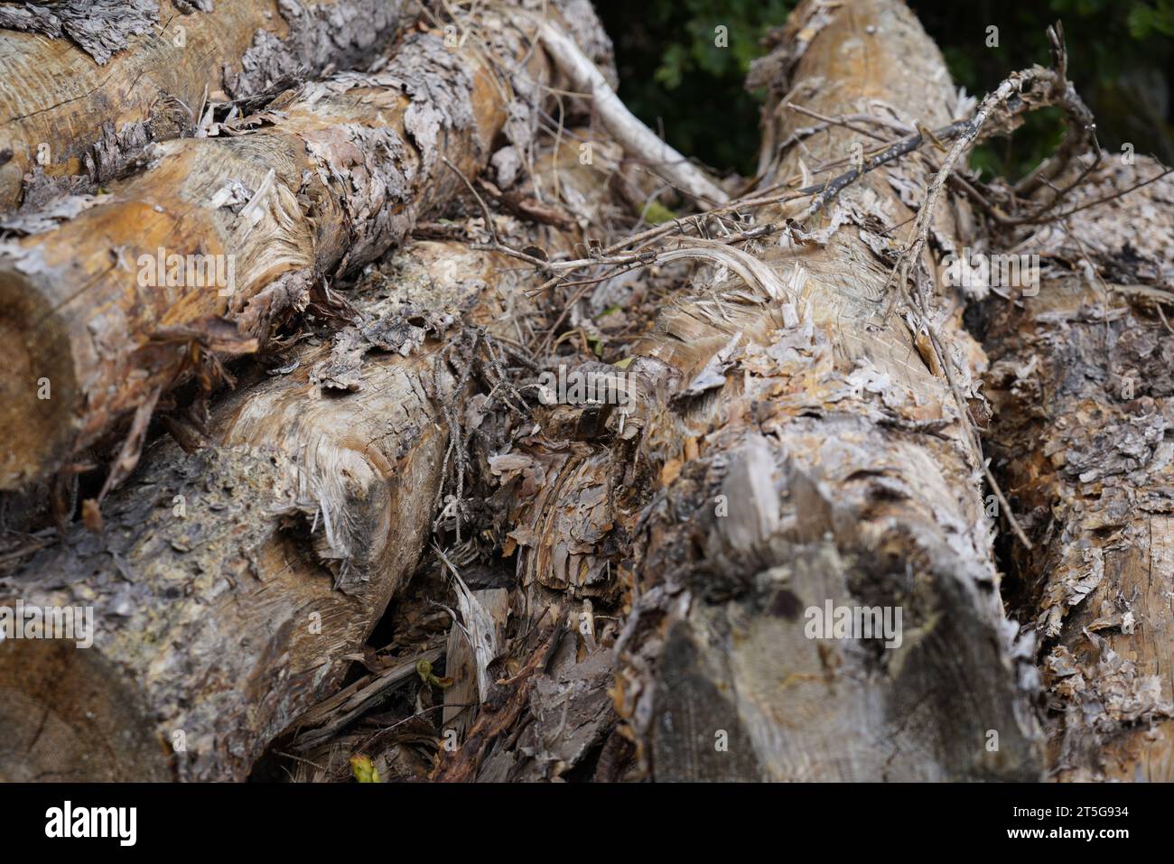 Skin enemies hi-res stock photography and images - Alamy