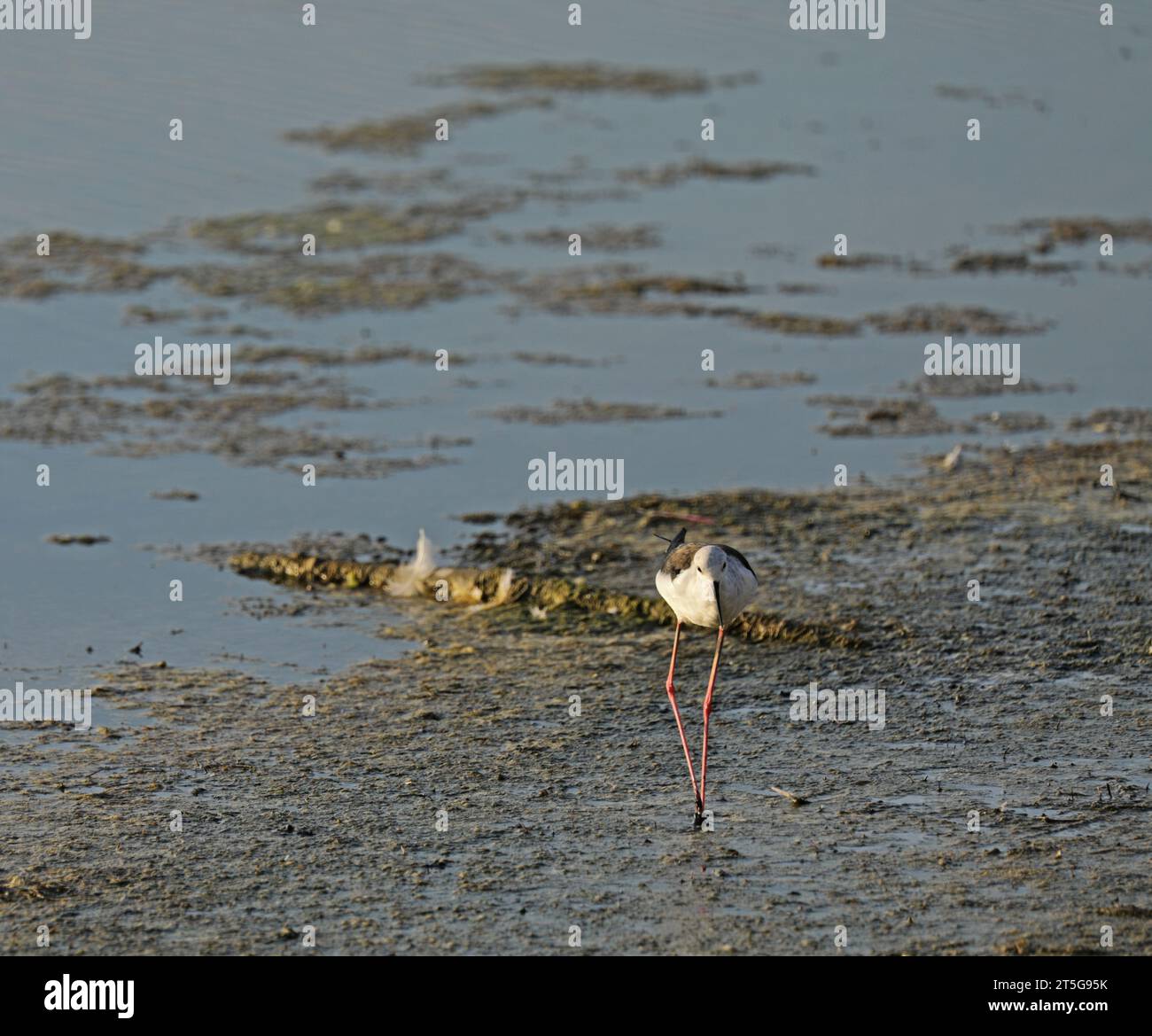 Bird in the water shore beach foraging in the Camargue Stock Photo - Alamy