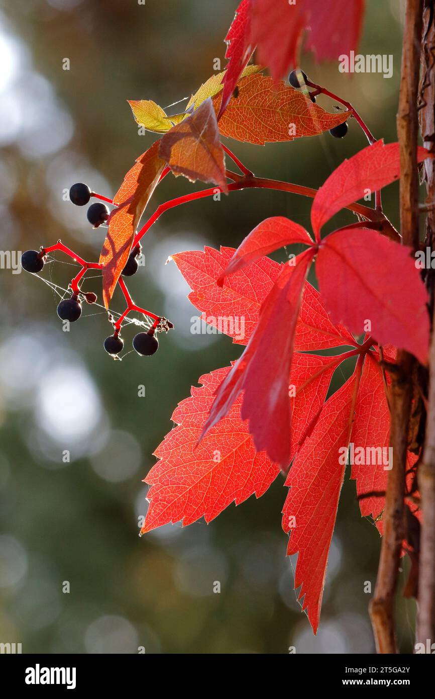 Red coloured leaves of virginia vine on a trunk of a pine tree with ...