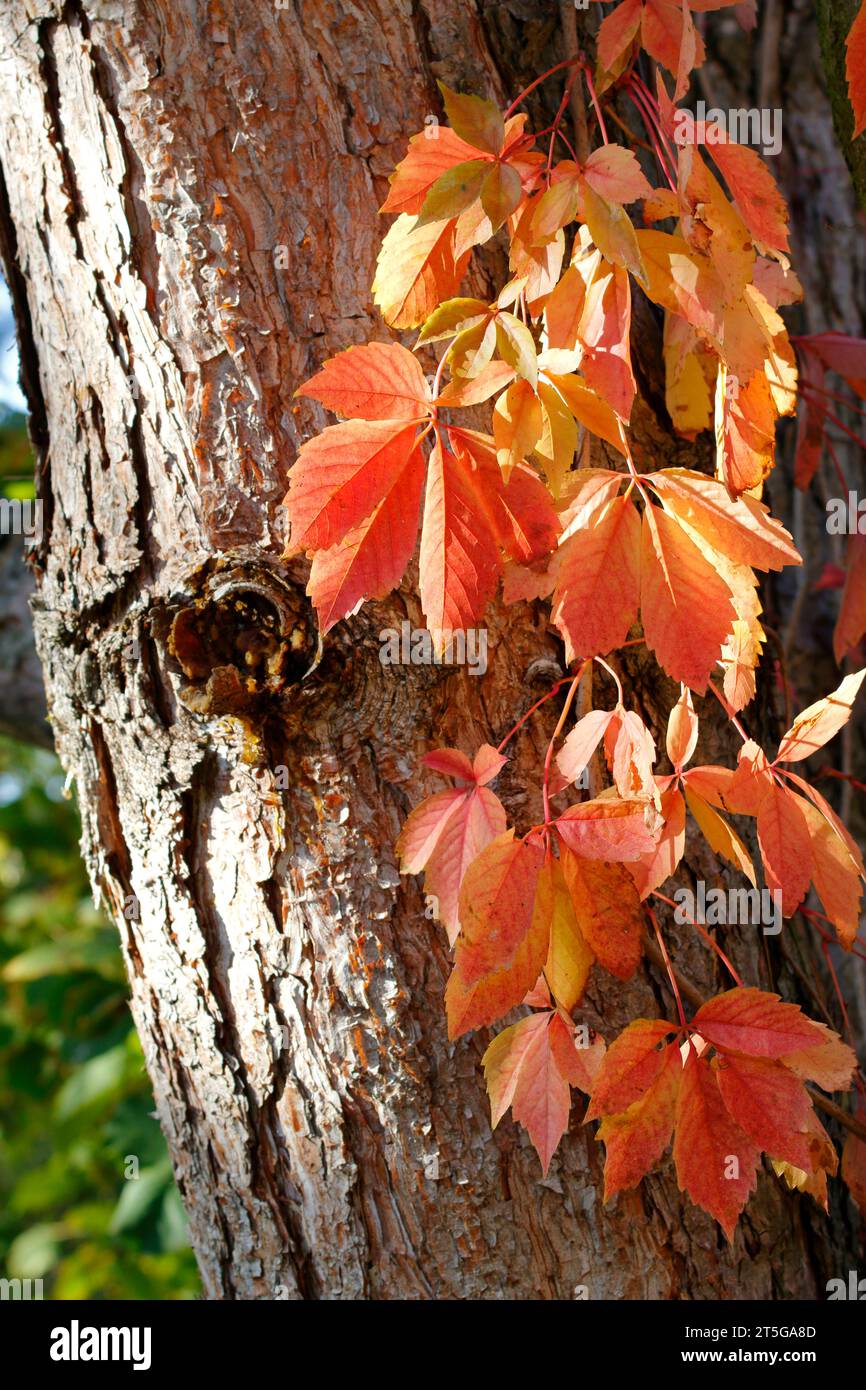 Red and yellow colored leaves of the maiden vine on the trunk of a pine ...