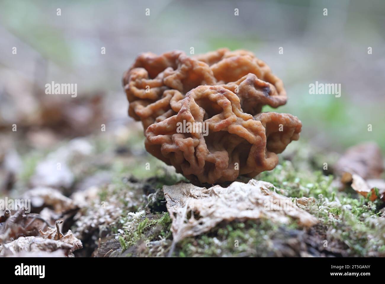 Gyromitra gigas, the snow morel, snow false morel, calf brain, or bull ...