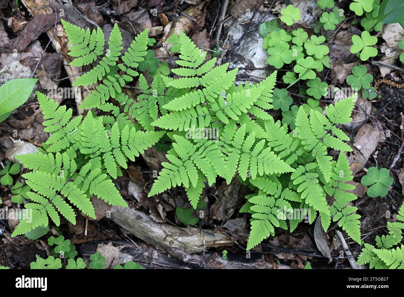 Gymnocarpium hi-res stock photography and images - Alamy