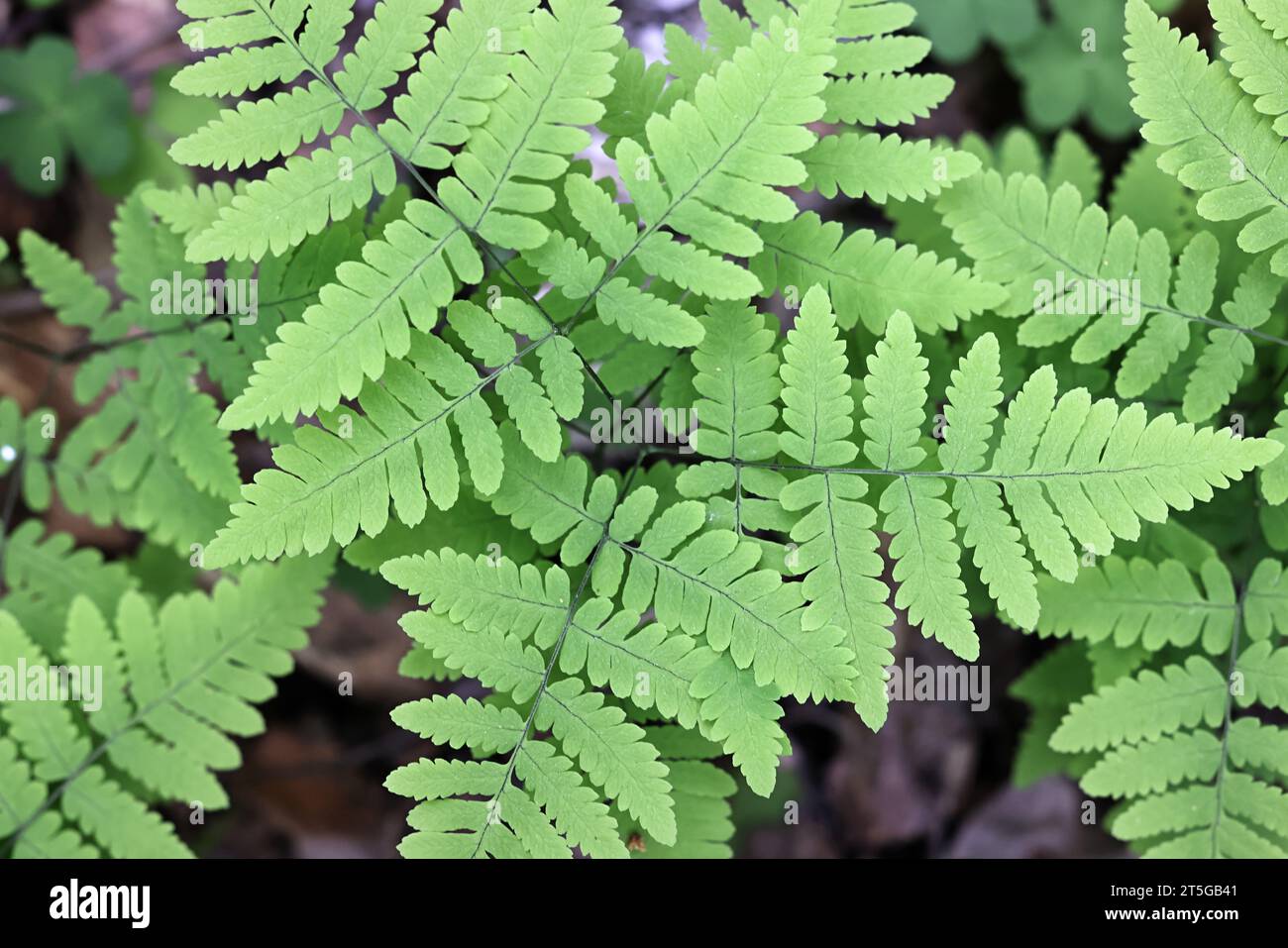 Gymnocarpium hi-res stock photography and images - Alamy