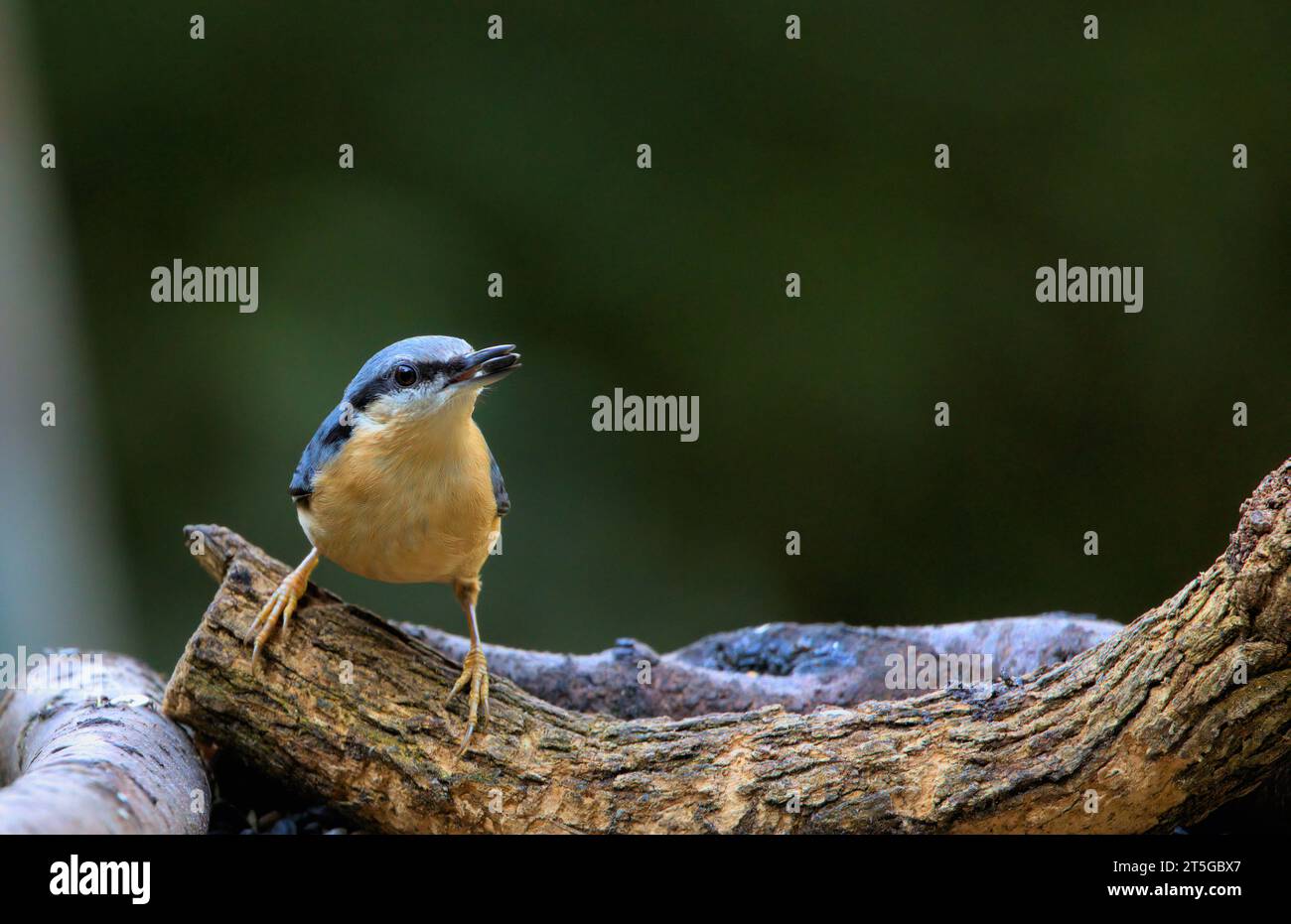 Taking a seed hi-res stock photography and images - Alamy