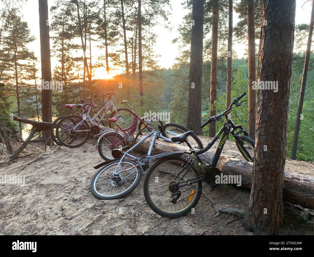 Bicycles in the pine tree forest Stock Photo - Alamy