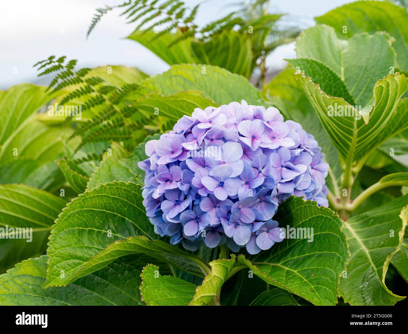 detail of a blue Hydrangea or hortensia flowers (Hydrangea Macrophylla ...