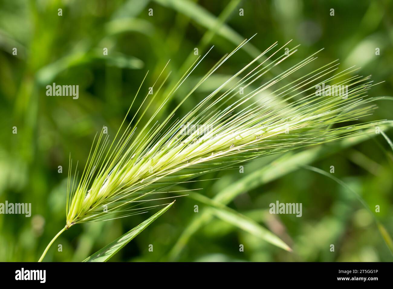 Close up wall barley natural hi-res stock photography and images - Alamy