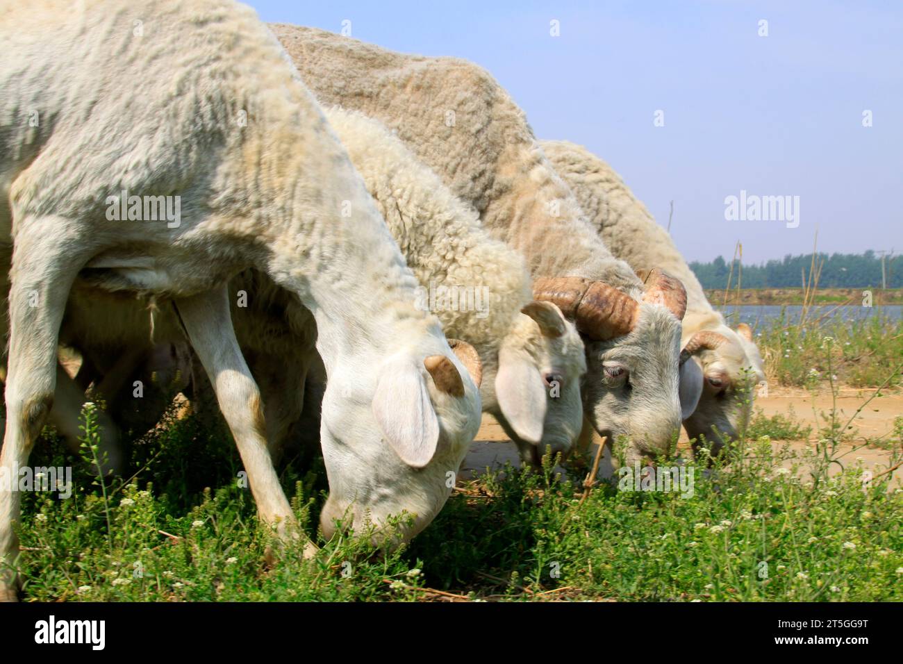 Sheep on grass in hi-res stock photography and images - Alamy