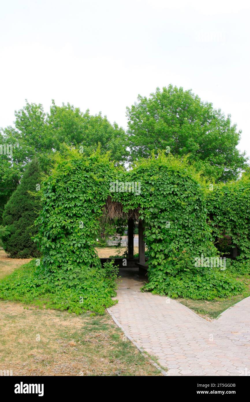 Green ivy in park hi-res stock photography and images - Alamy