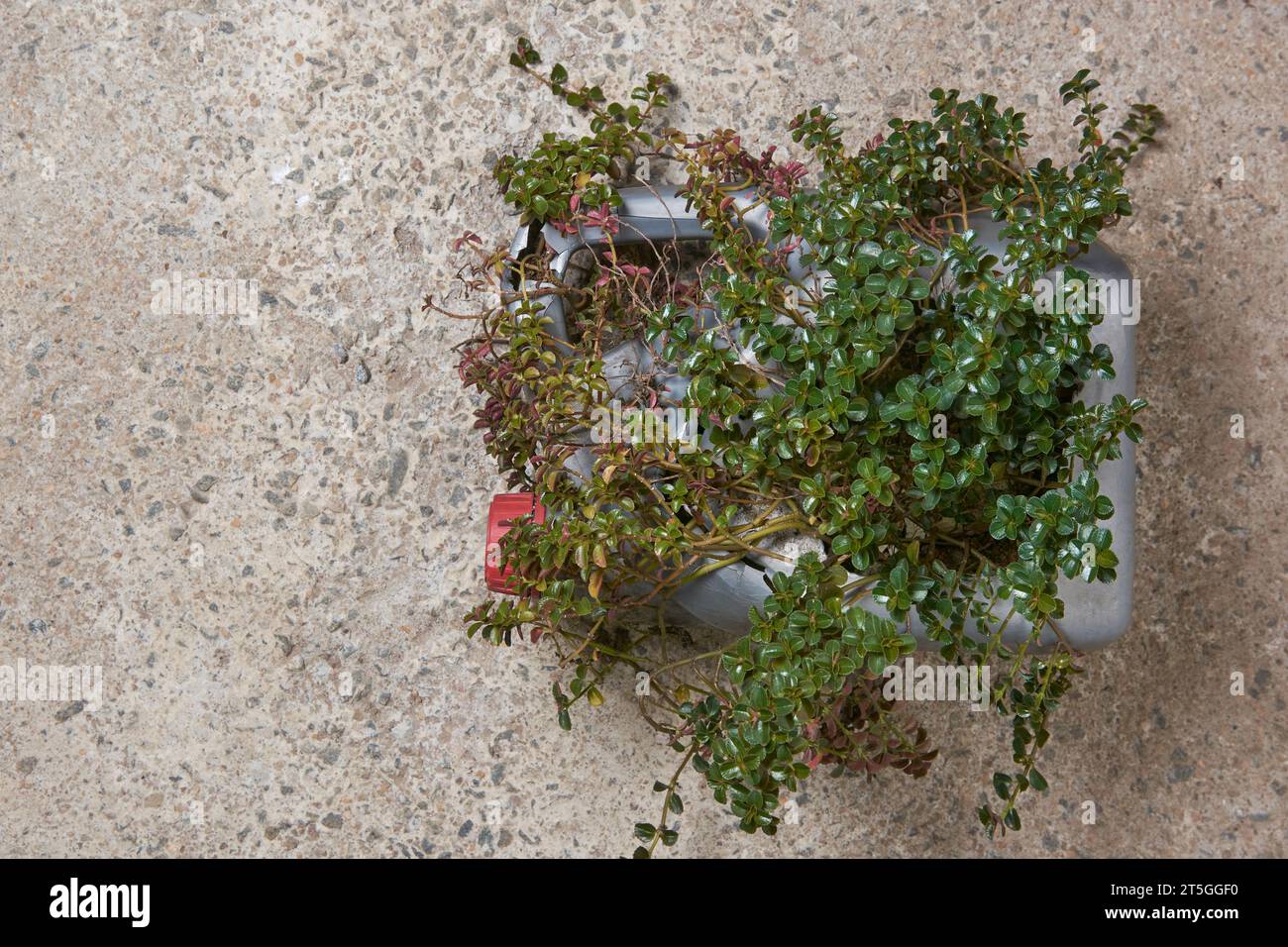 top view of plant growing in plastic can, popular and cost-effective ... top view of plant growing in plastic can, popular and cost-effective ...