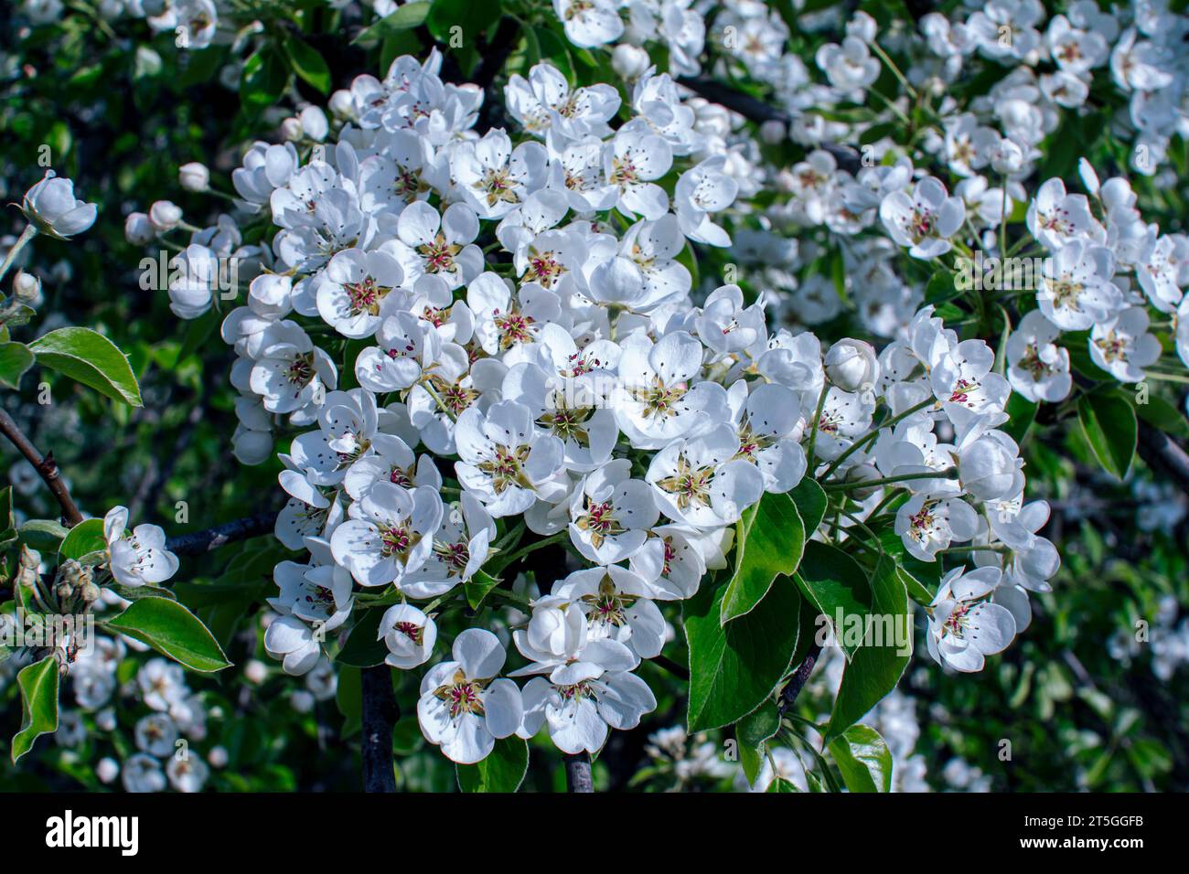 Beautiful blooming pear tree branches with white flowers and buds ...