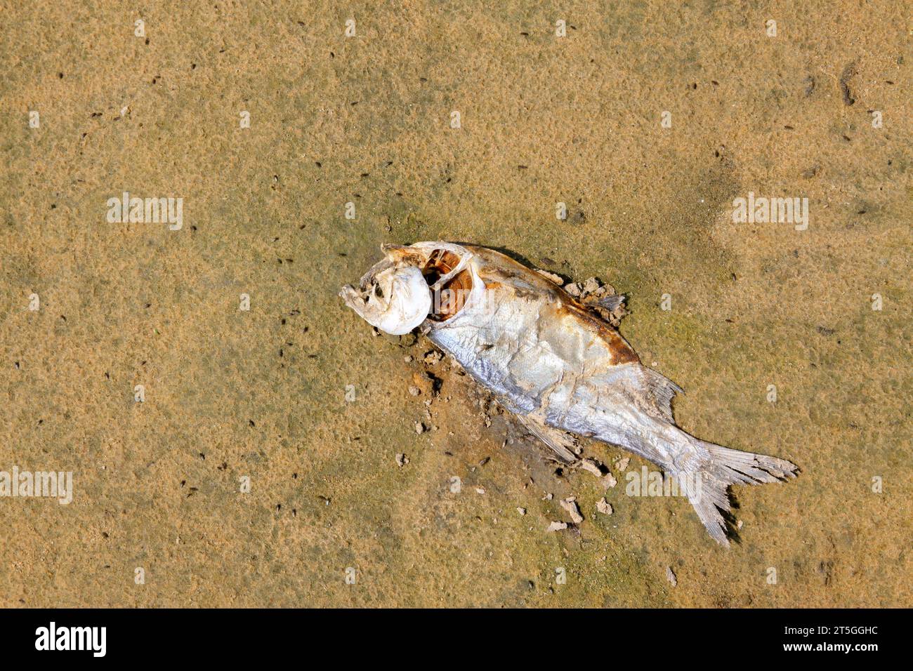Dead fish on dry land hi-res stock photography and images - Alamy