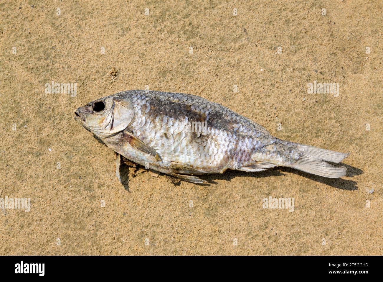 Dead fish on dry land hi-res stock photography and images - Alamy