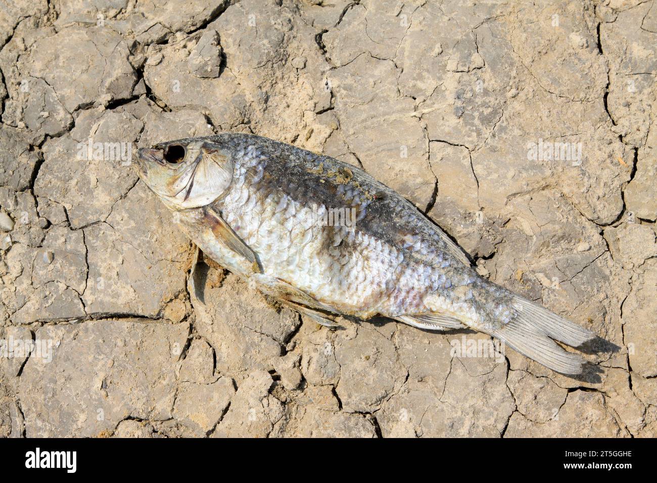 Dead fish on dry land hi-res stock photography and images - Alamy