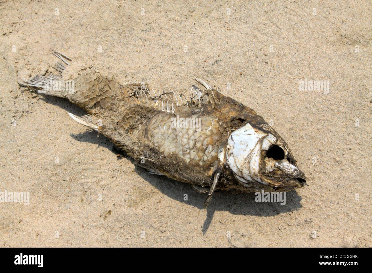 Dead fish on dry land hi-res stock photography and images - Alamy
