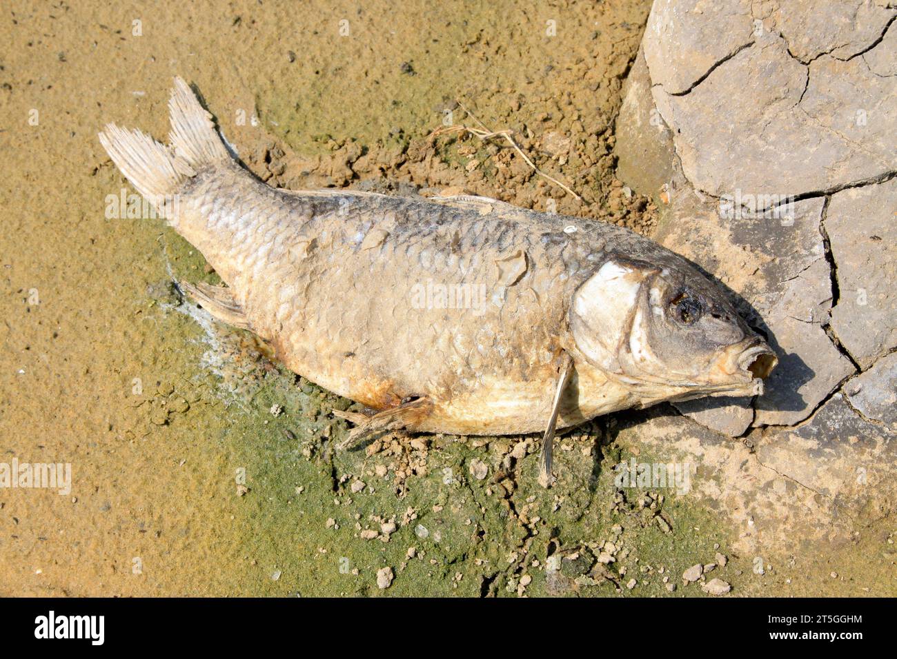 dead fish on the beach, closeup of photo Stock Photo - Alamy