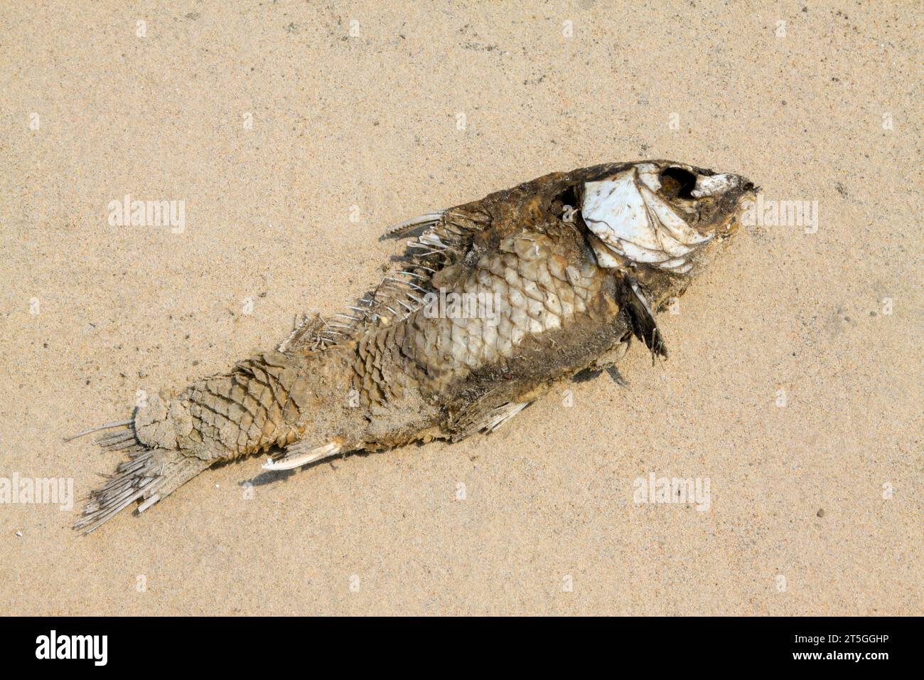 dead fish on the beach, closeup of photo Stock Photo - Alamy