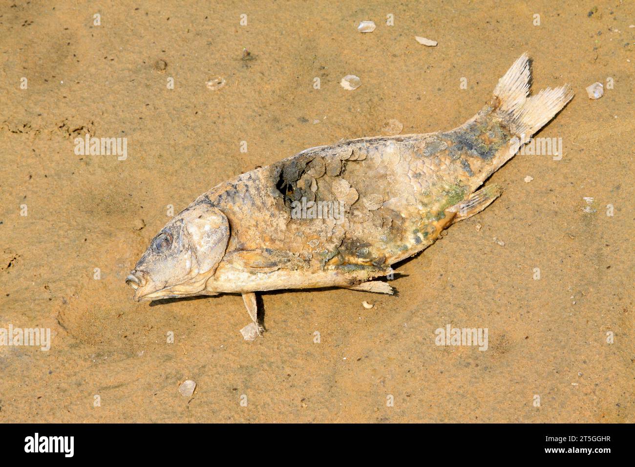 Dead fish on dry land hi-res stock photography and images - Alamy
