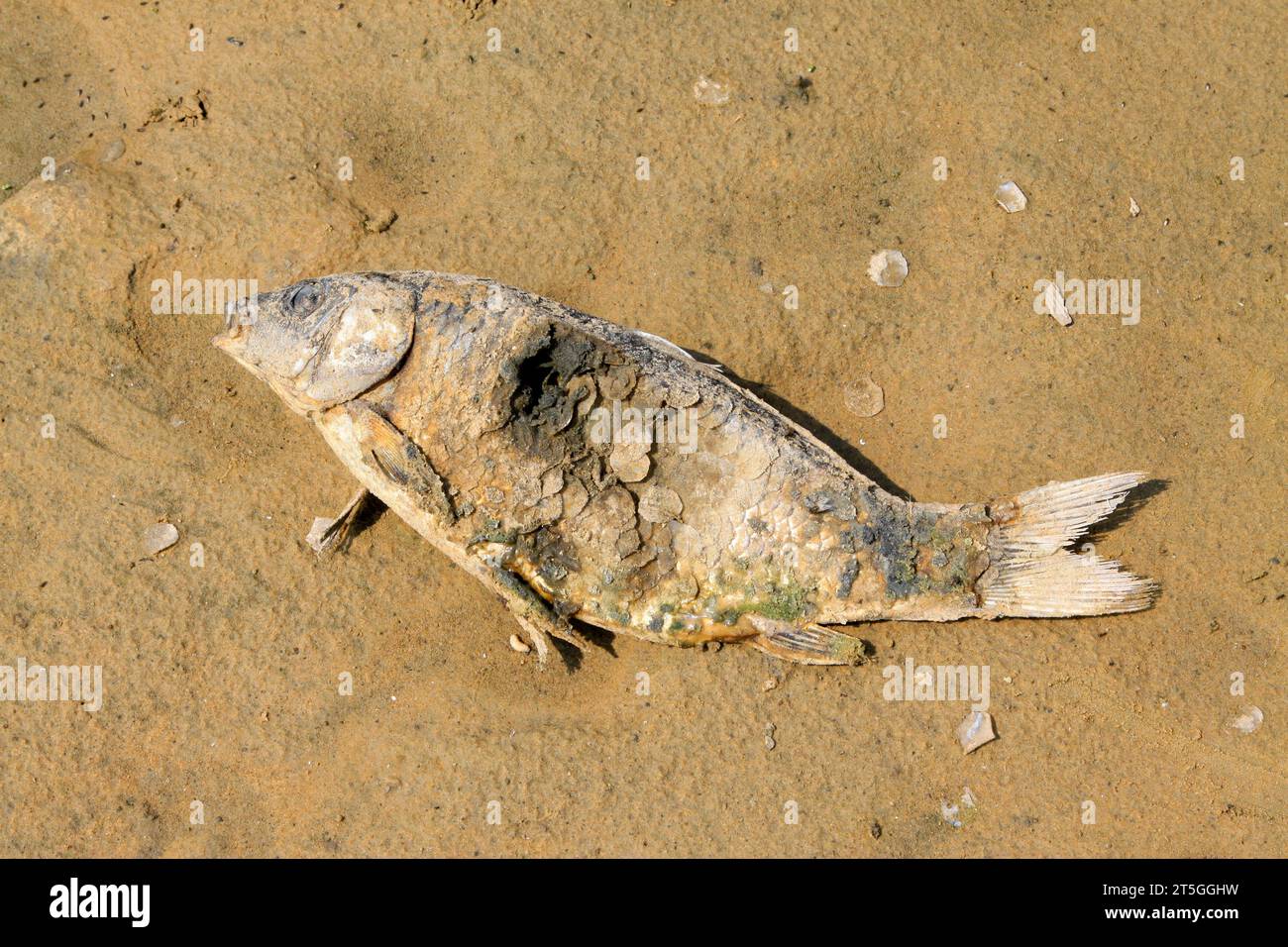 dead fish on the beach, closeup of photo Stock Photo - Alamy