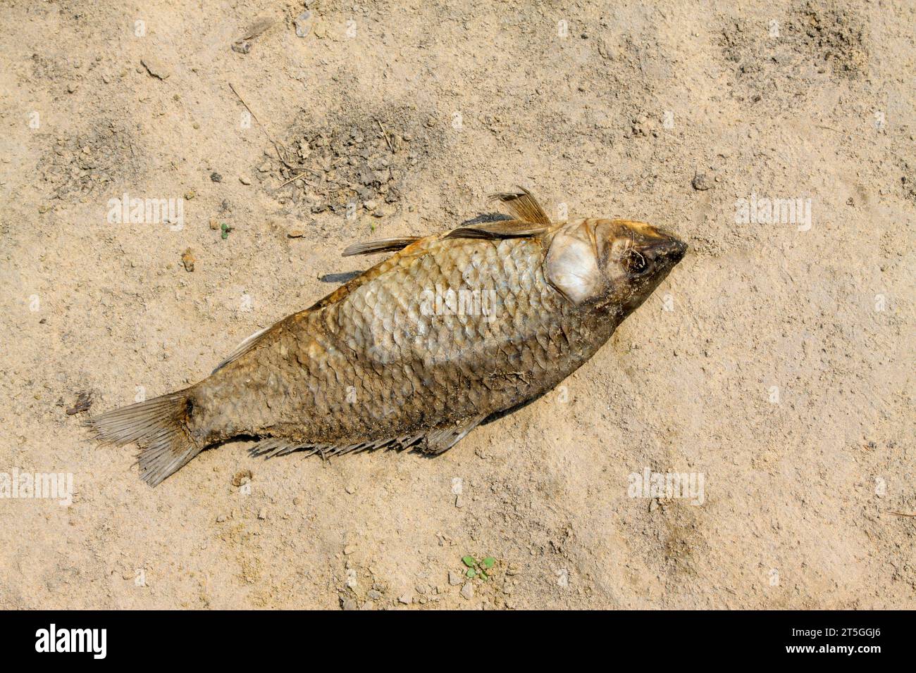 Dead fish on dry land hi-res stock photography and images - Alamy