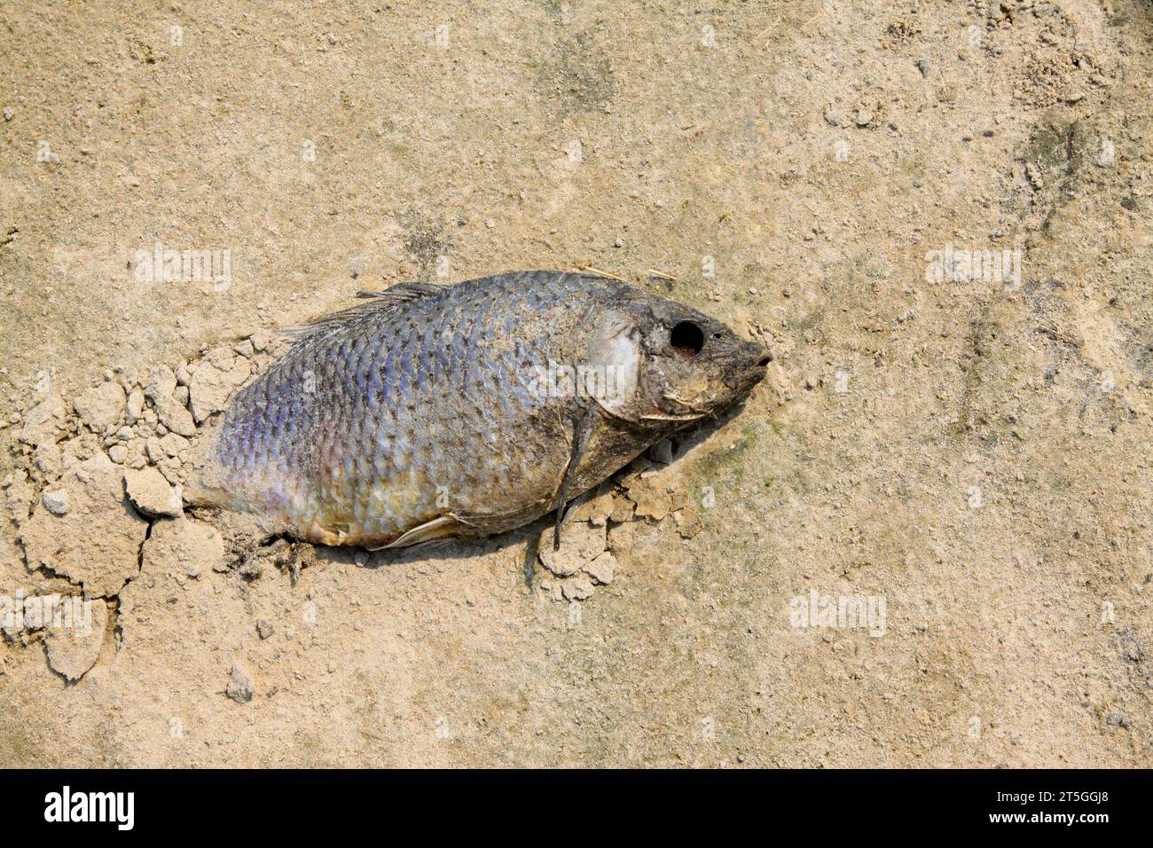 dead fish on the beach, closeup of photo Stock Photo - Alamy