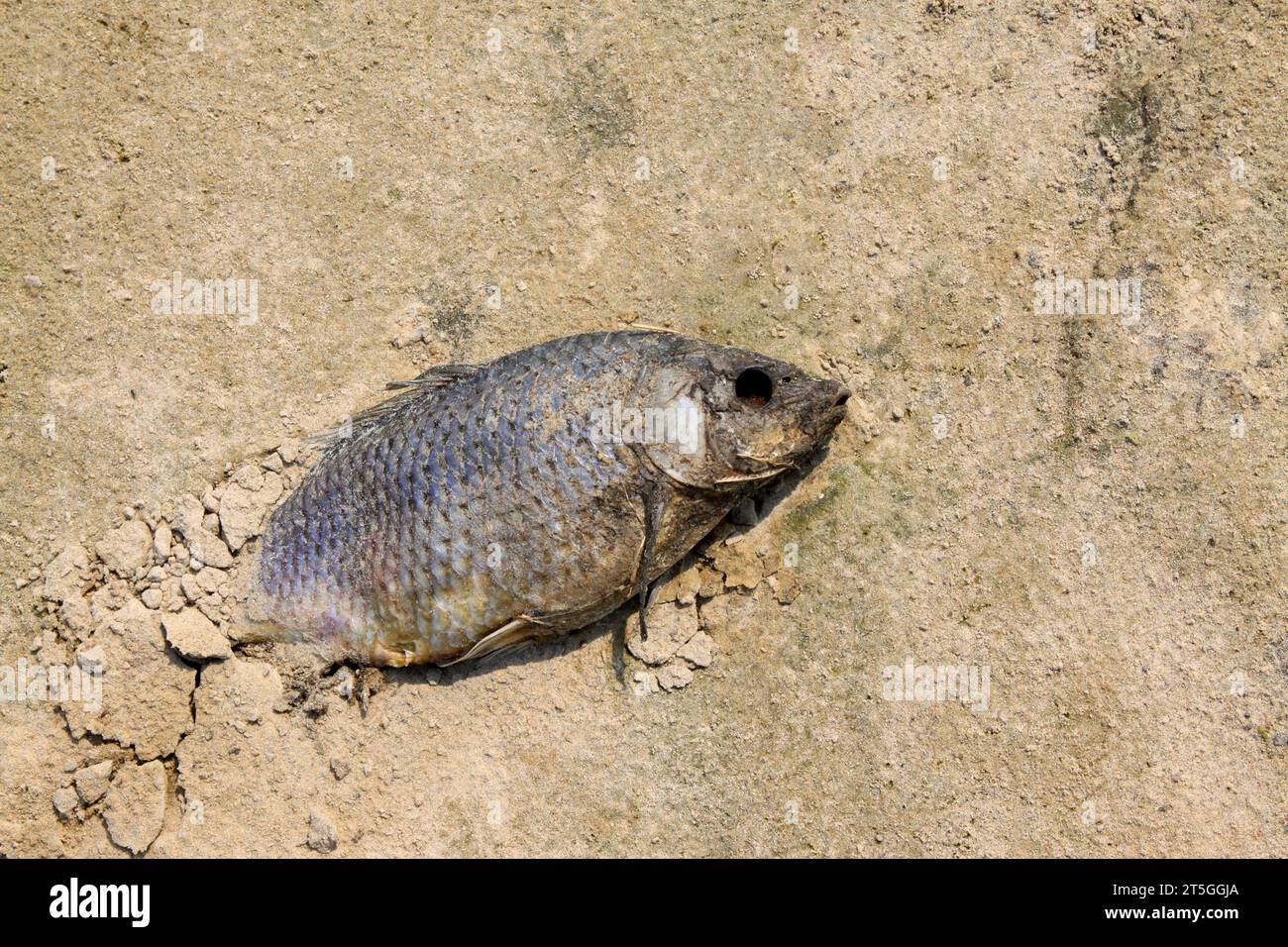 dead fish on the beach, closeup of photo Stock Photo - Alamy