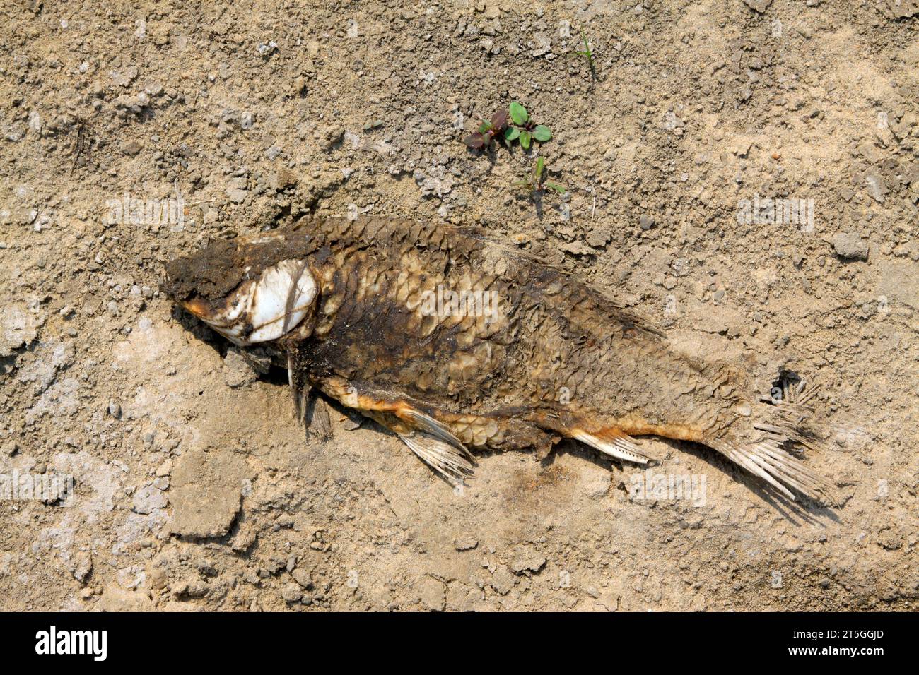 dead fish on the beach, closeup of photo Stock Photo - Alamy