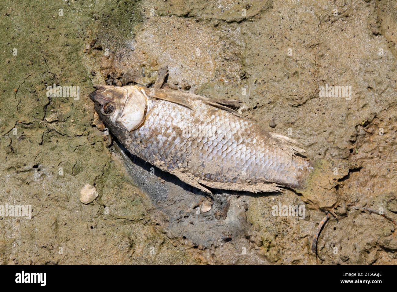 dead fish on the beach, closeup of photo Stock Photo - Alamy